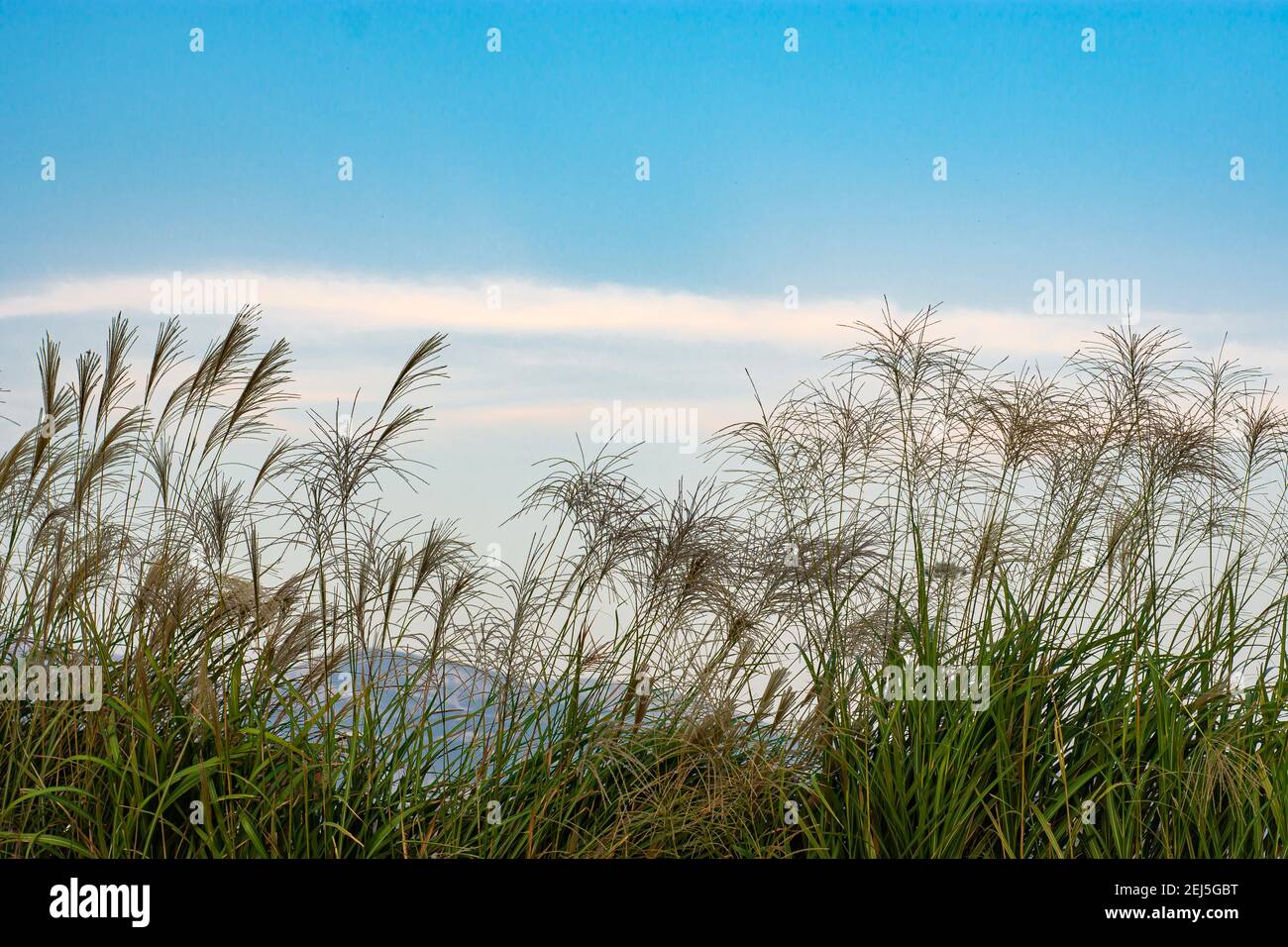 Field wild grass sway from hi-res stock photography and images - Alamy