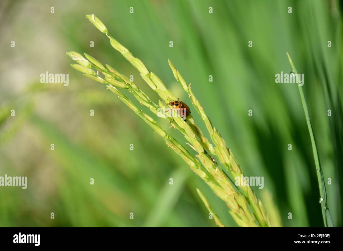 A selective focus of a small bug on a paddy plant Stock Photo - Alamy