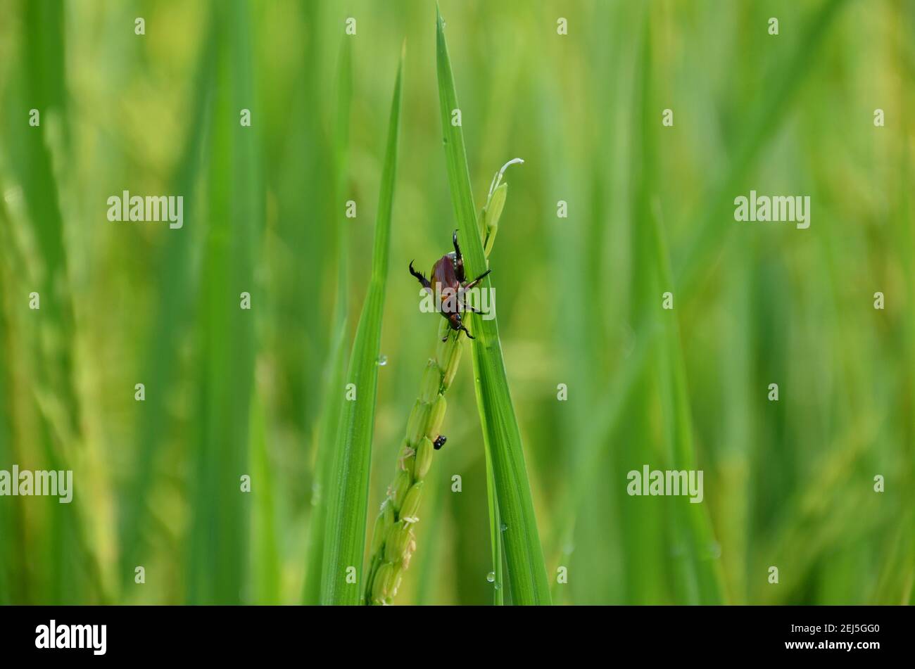 A shallow focus of a weevil insect on a paddy plant Stock Photo - Alamy
