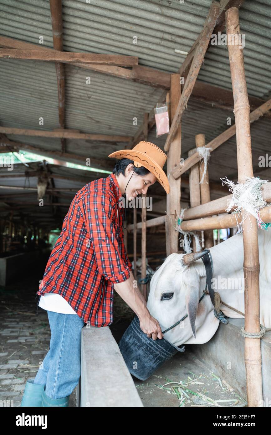 male worker wearing a hat giving water to the cow using a bucket with a ...