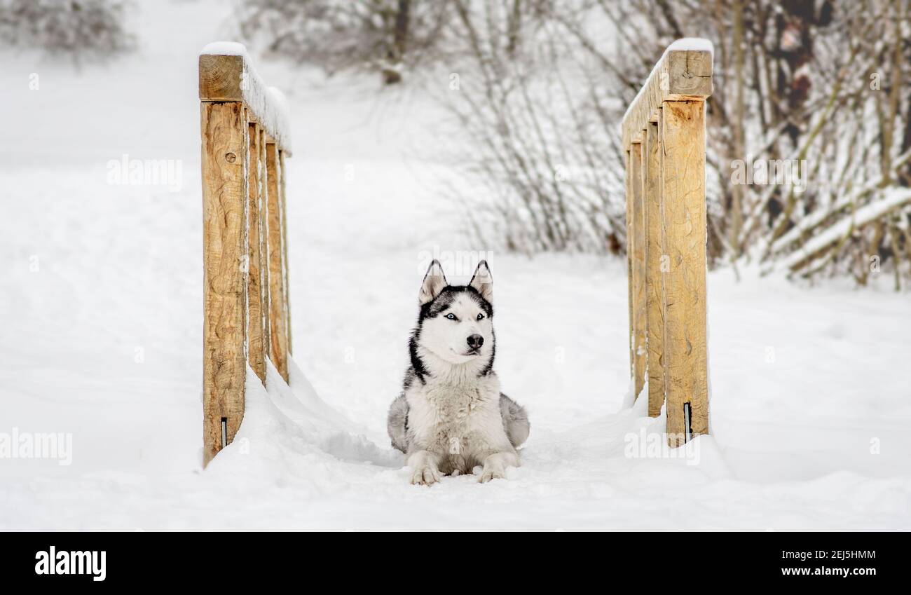Siberian husky lies on a snowy bridge over a frozen stream Stock Photo ...
