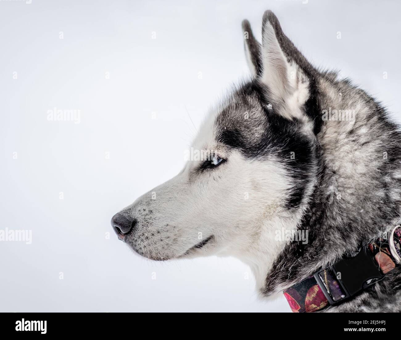 Snowy head of siberian husky, side closeup portrait Stock Photo - Alamy