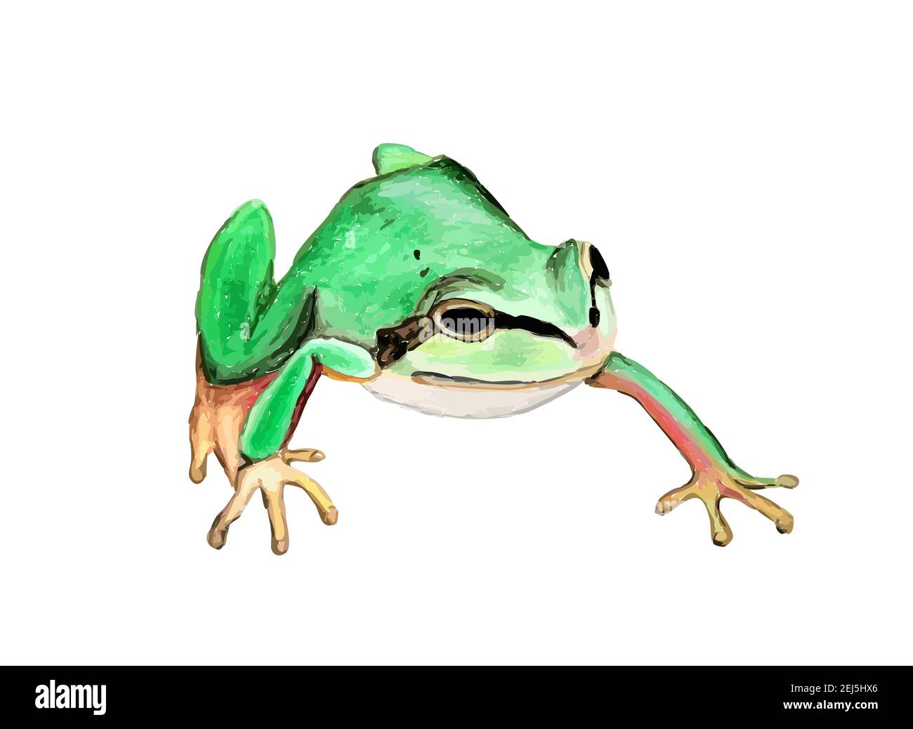 Pacific Tree Frog Drawing