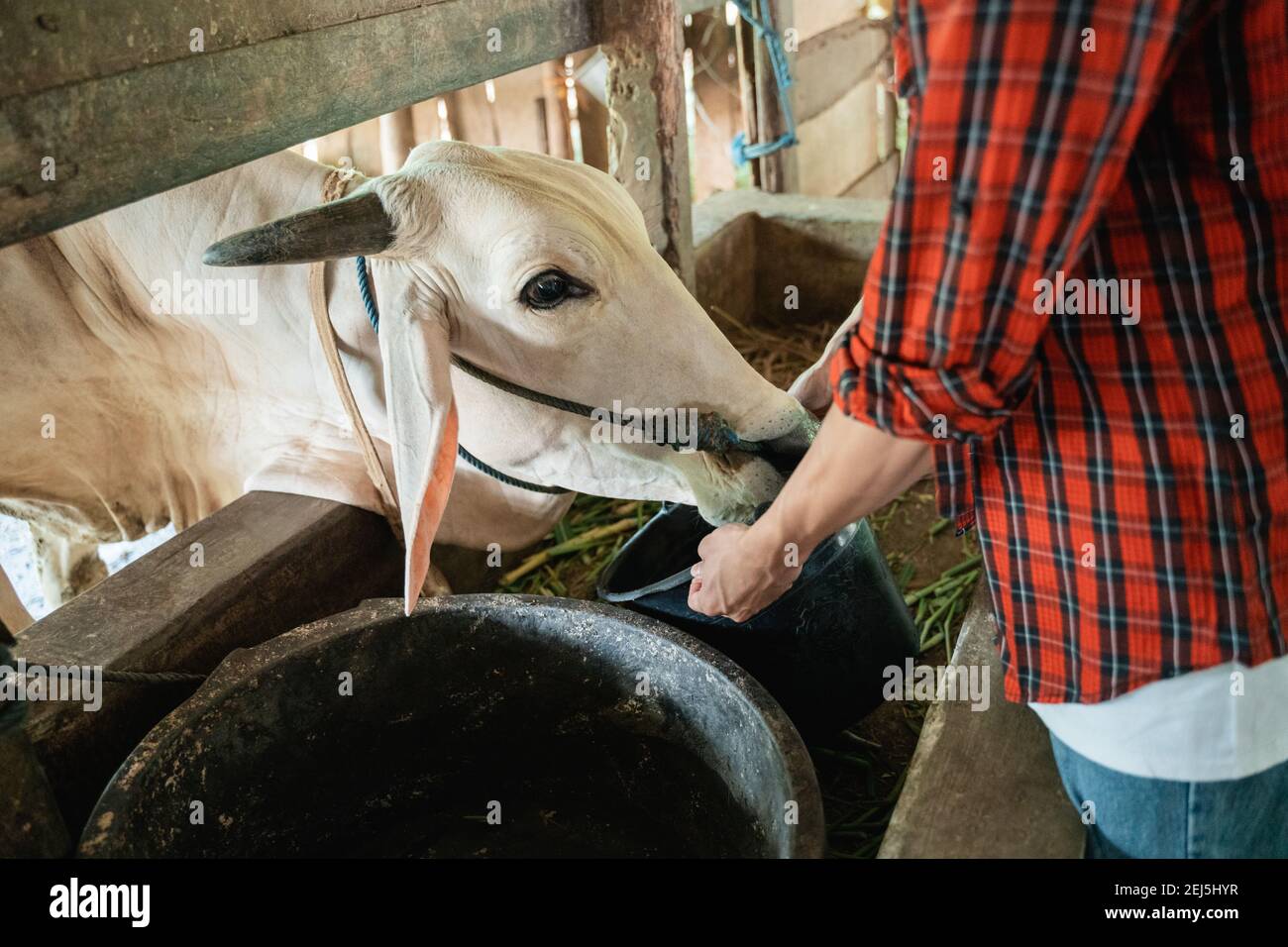 a worker hand feeds the cow using a bucket in the cattle farm pen Stock ...