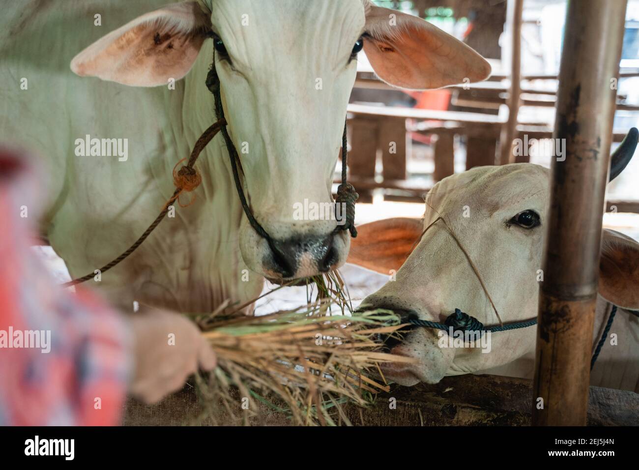 Hand close to cow hi-res stock photography and images - Alamy