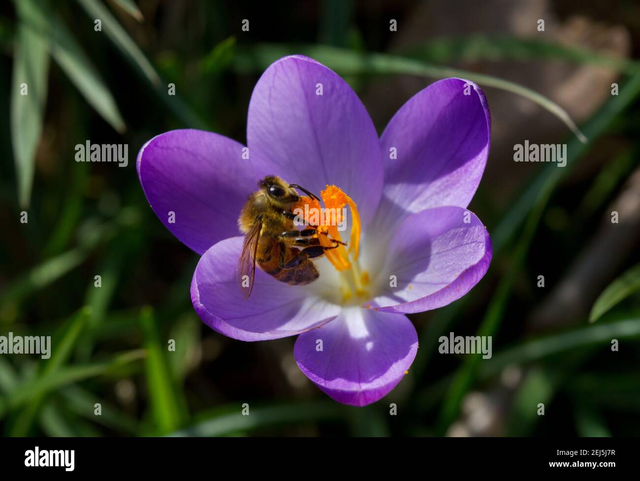 Pollination: Honey bee on violet crocus with saffron-colored stamens ...