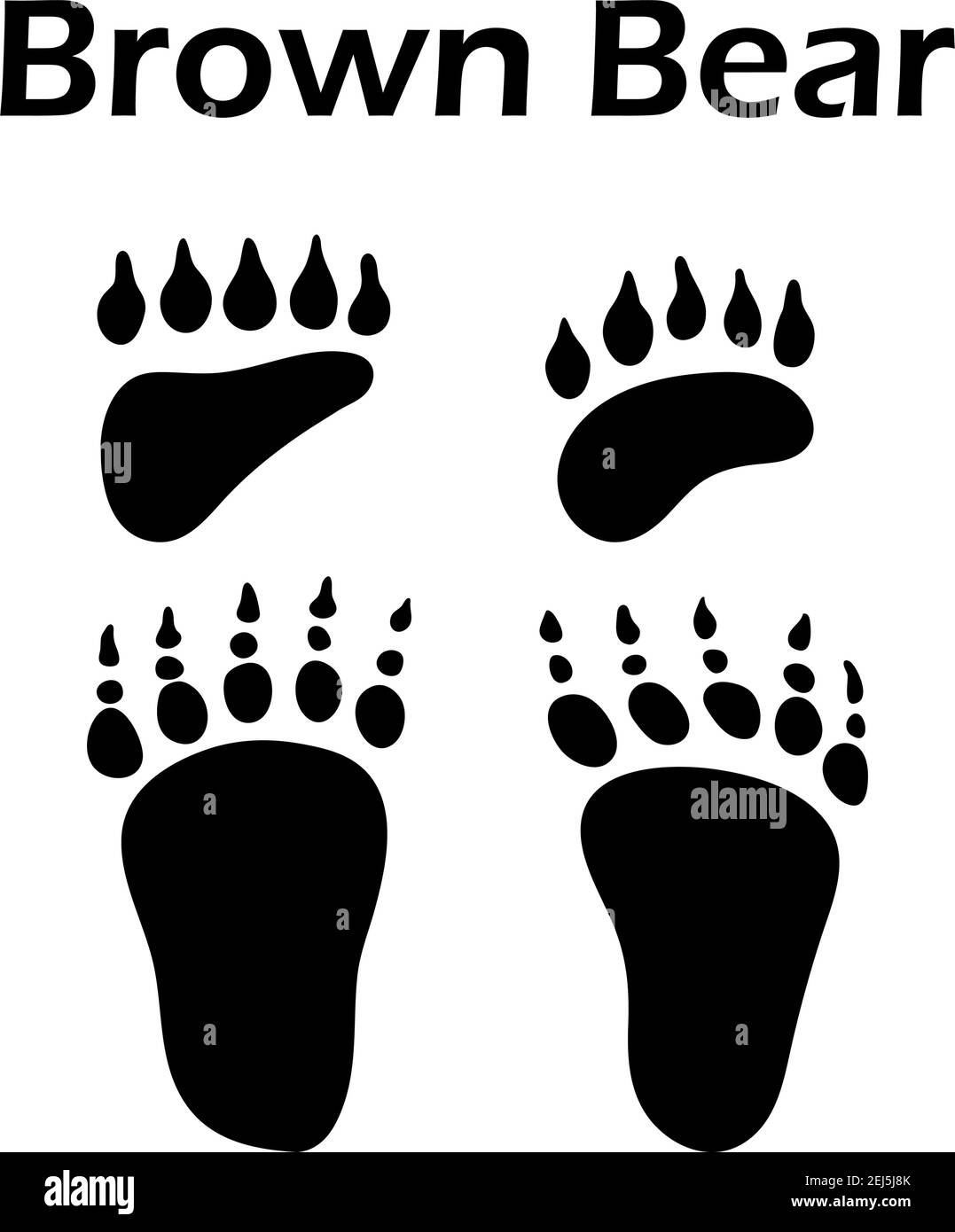 Brown Bear Footprint. Black Silhouette Design. Vector Illustration ...