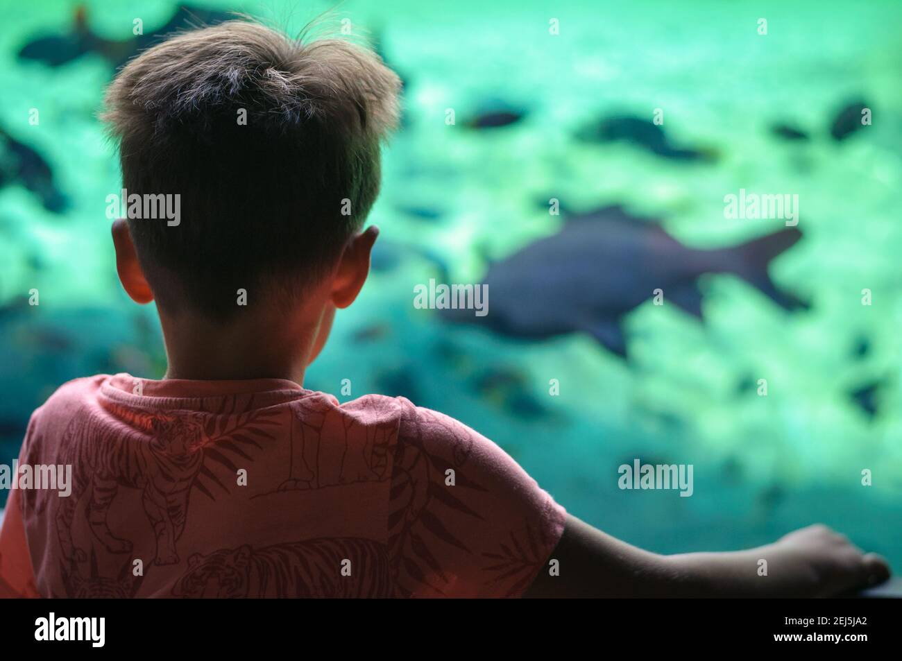 in the aquarium in front of a large aquarium with fish Stock Photo - Alamy