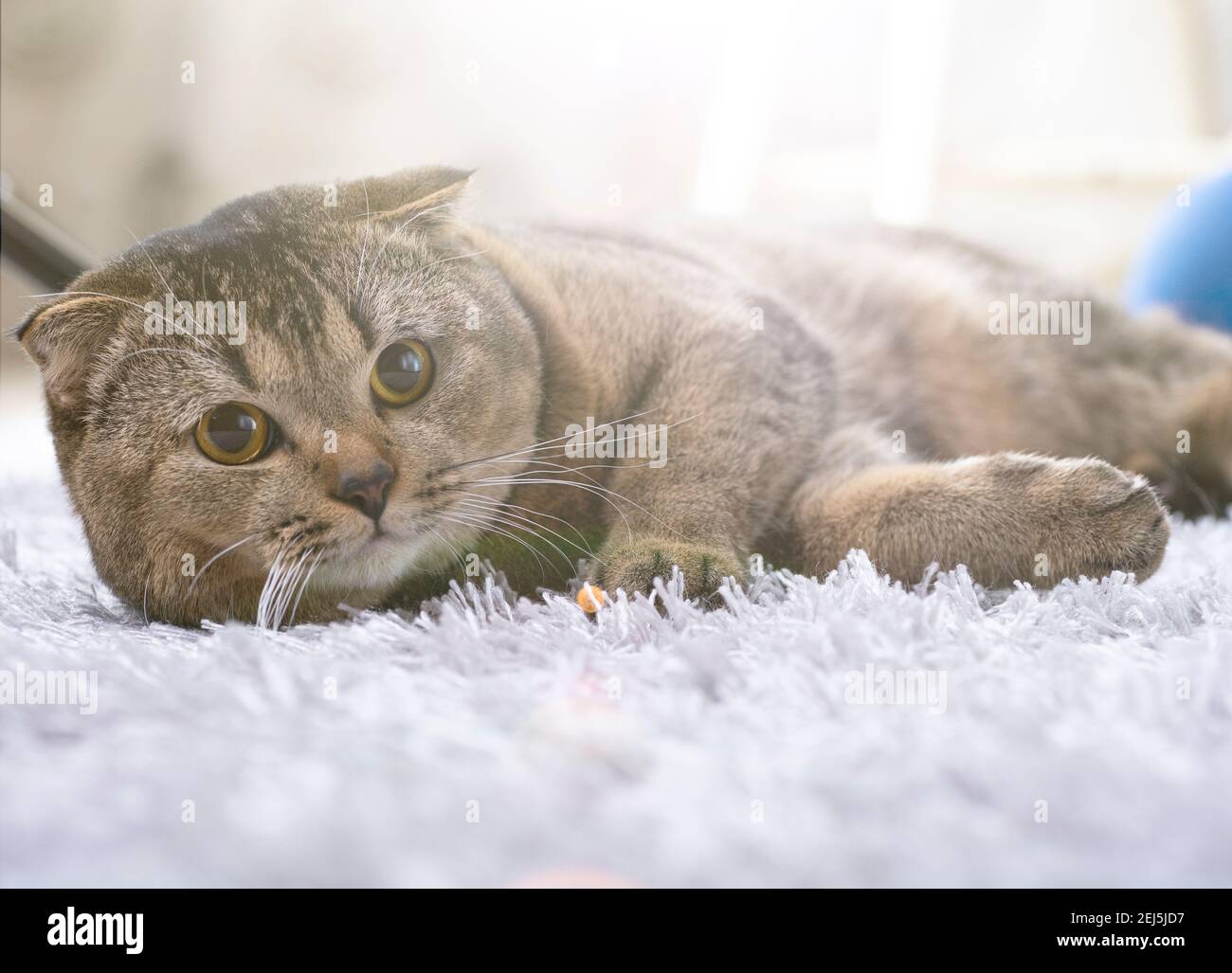 Scotch fold cat in the living room near the dining table Stock Photo ...