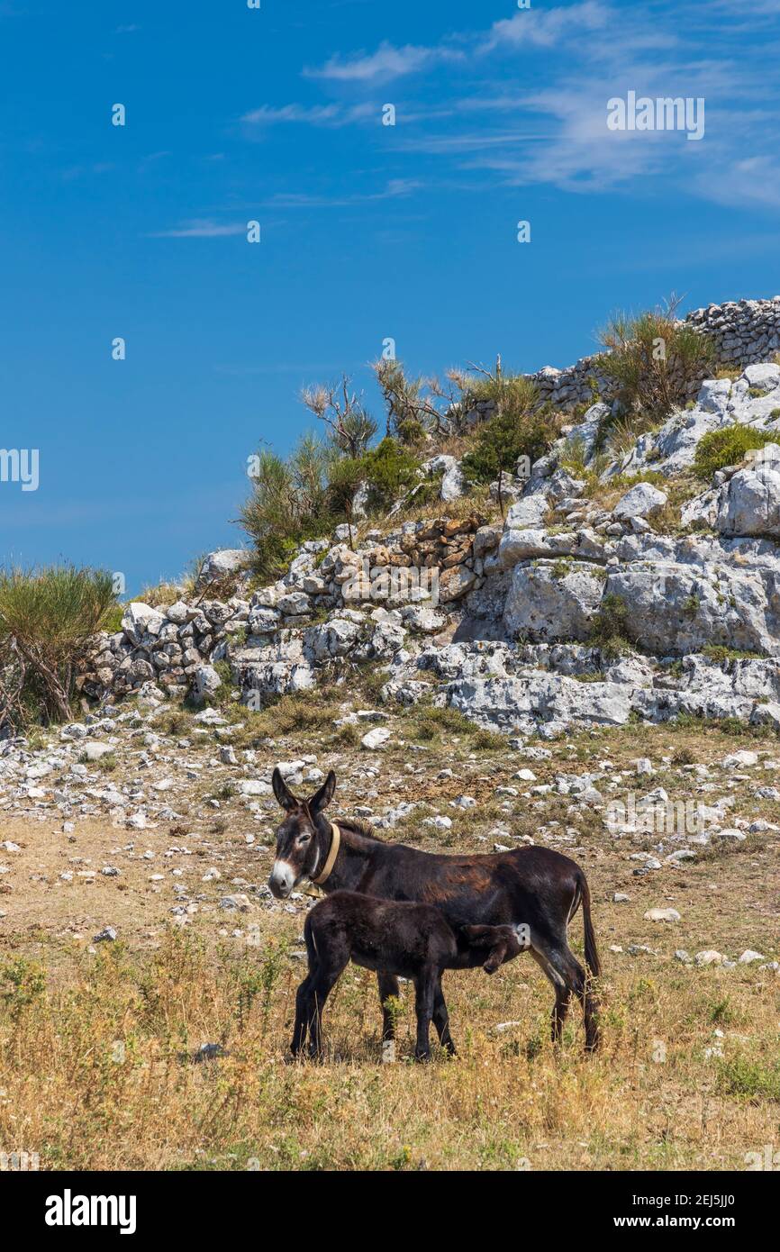 Donkey near Monte Sant Angelo, Apulia region, Italy Stock Photo - Alamy