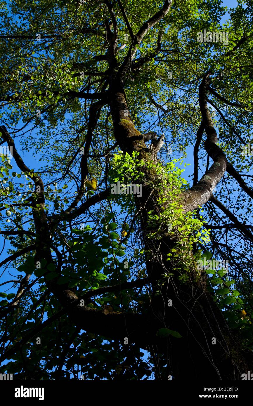 Arbol del rio hi-res stock photography and images - Alamy