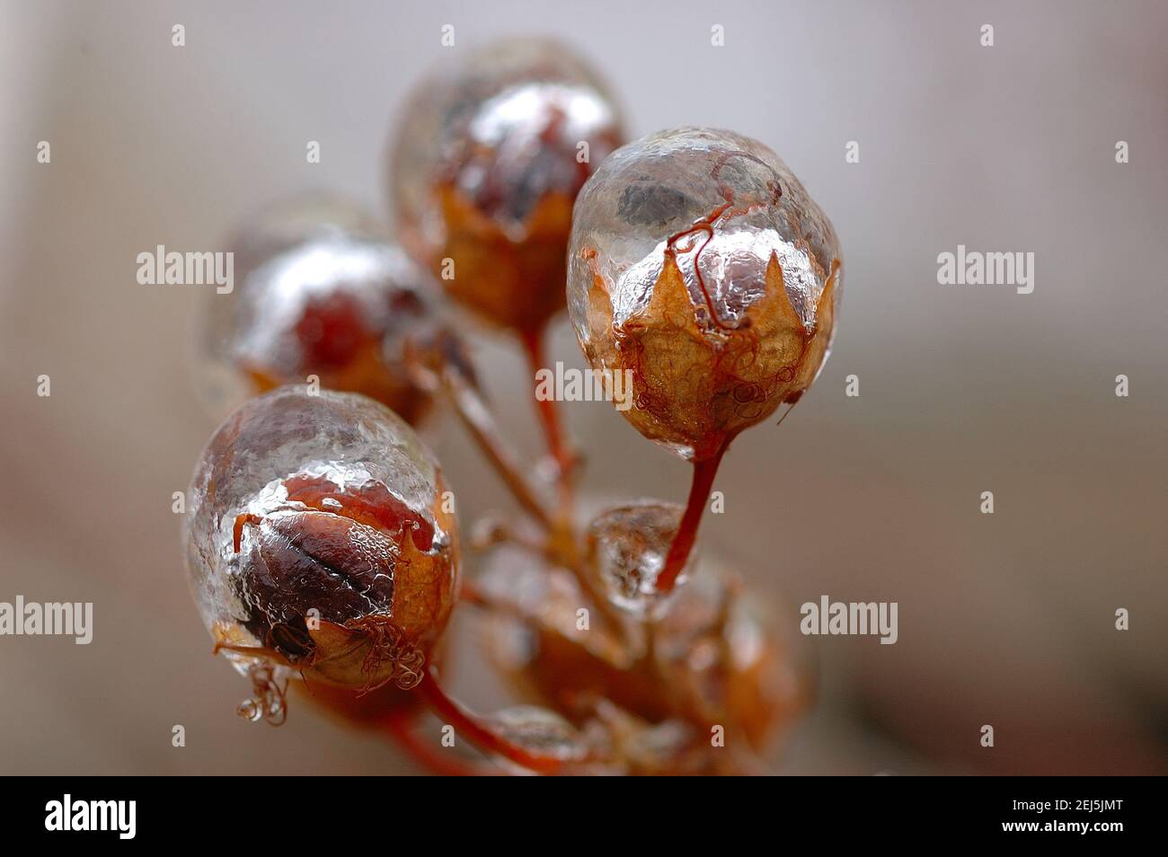 Ice storm and frozen blossoms Stock Photo - Alamy