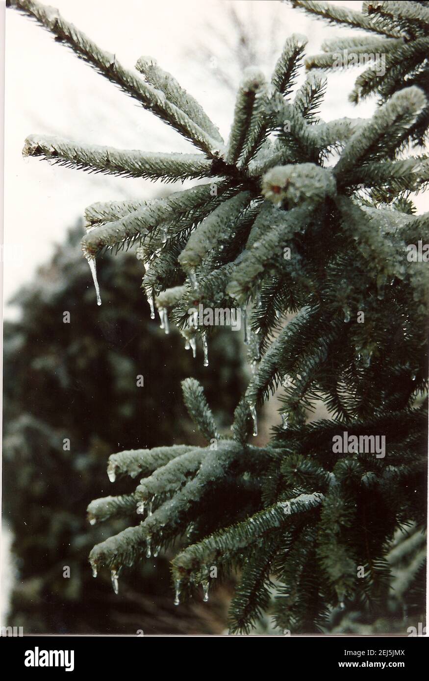 Icicles on pine branches hi-res stock photography and images - Alamy