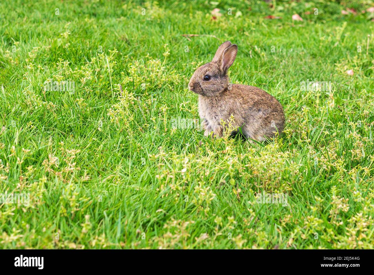 spring rabbit in a green field Easter symbol beautiful April background ...