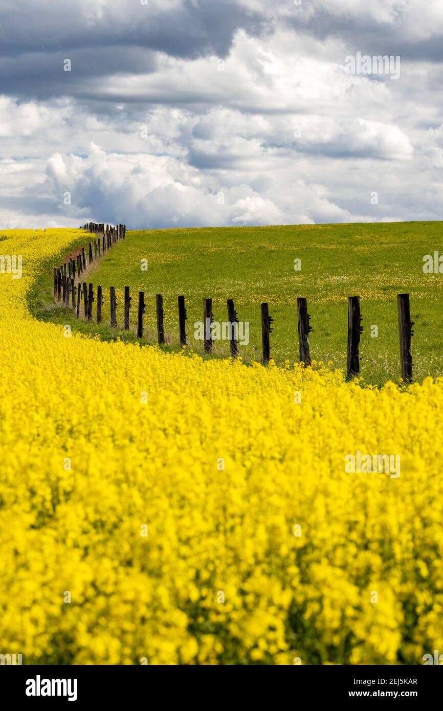 Rapeseed field in Central Bohemia, Czech Republic Stock Photo - Alamy