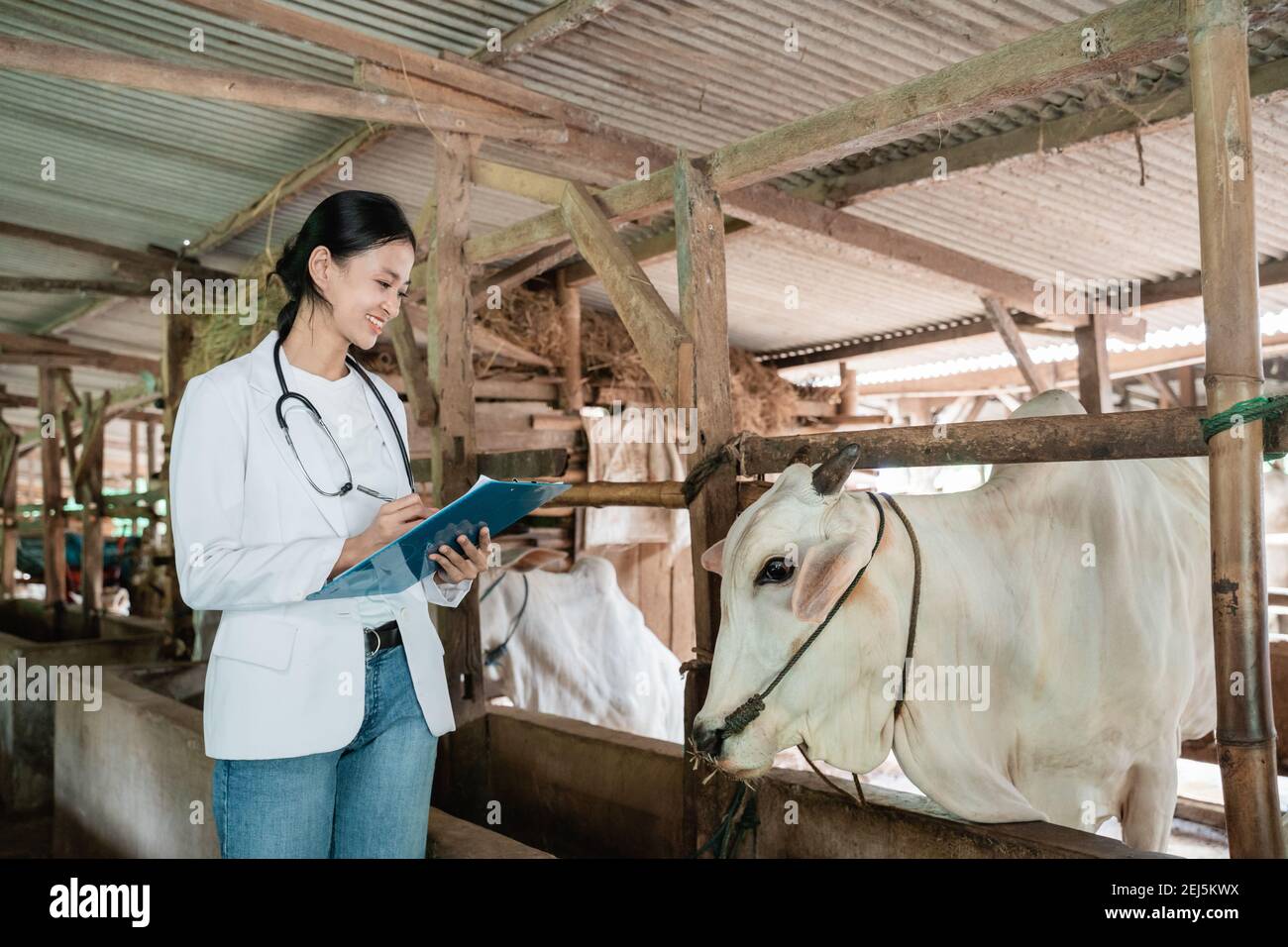 a veterinarian works watching cows and taking notes using a pen and ...