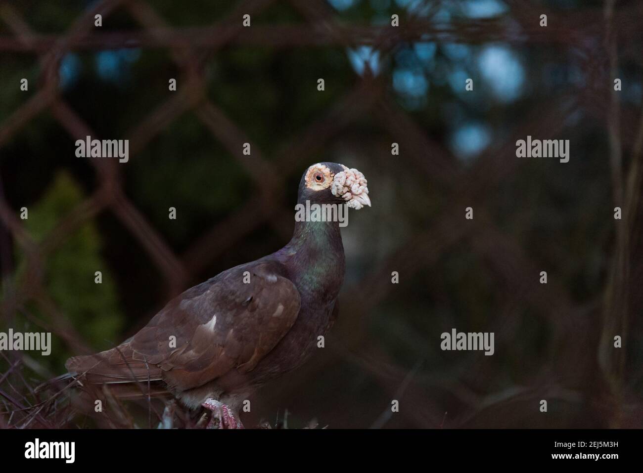 Carrier pigeon, English bagdette pigeon with a white growth on its beak ...