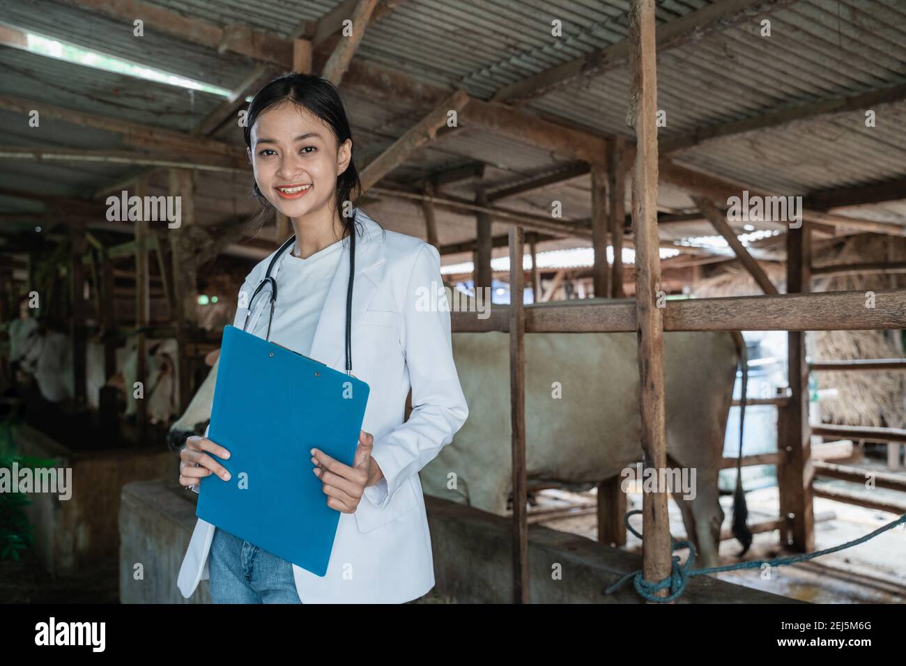 Female vet cow hi-res stock photography and images - Alamy