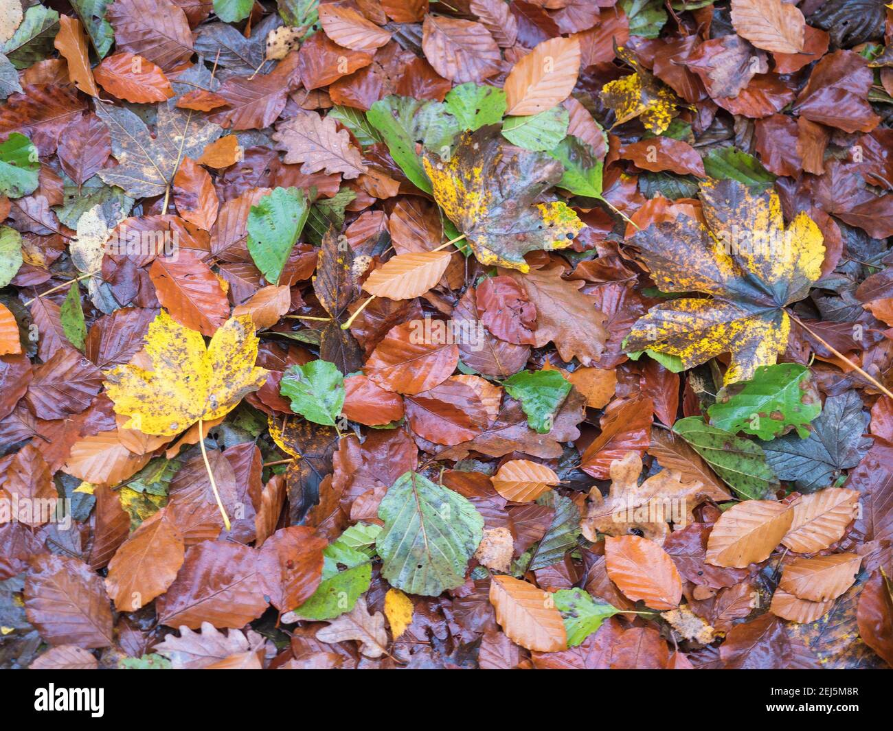 colorful autumn fallen wet beech, maple, oak and birch tree leaves on ...