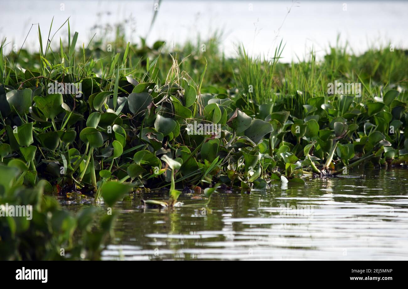 Submerged vegetation in a lake in Kenya Stock Photo - Alamy