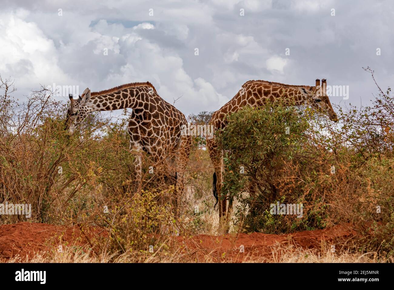 Two giraffes in symmetrical position eating in a National Park of Kenya ...