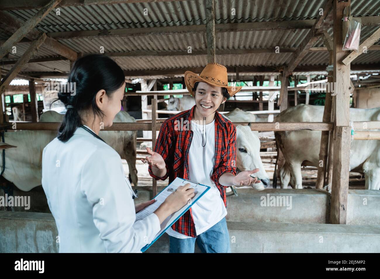 Female vet cow hi-res stock photography and images - Alamy