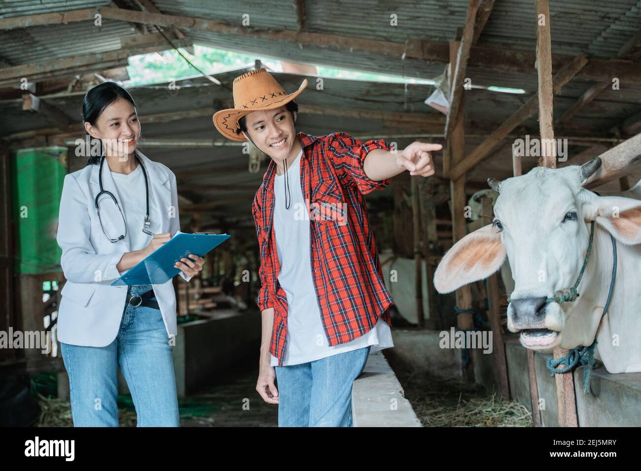Female vet cow hi-res stock photography and images - Alamy