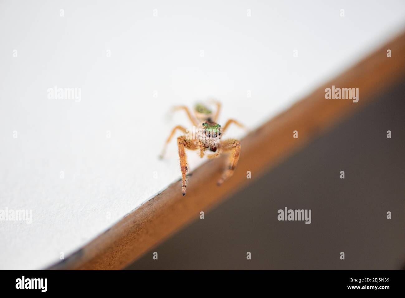 Cute little jumping spider, commonly known as emerald jumping spider ...