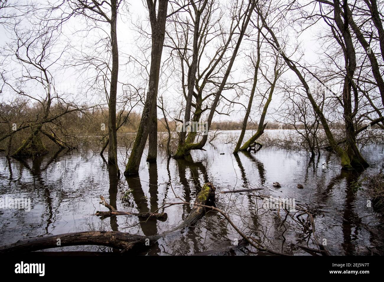Fallen trees in the reservoir at Daventry Country Park Stock Photo - Alamy