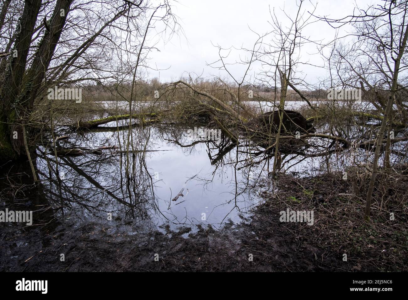 Fallen trees in the reservoir at Daventry Country Park Stock Photo - Alamy