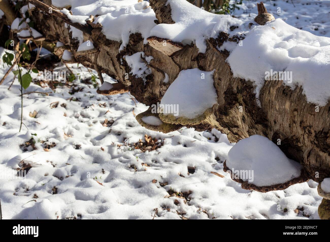 Magical dusting of snow in an English recreational woodland, weak ...