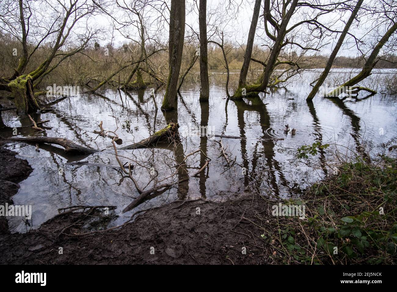 Fallen trees in the reservoir at Daventry Country Park Stock Photo - Alamy