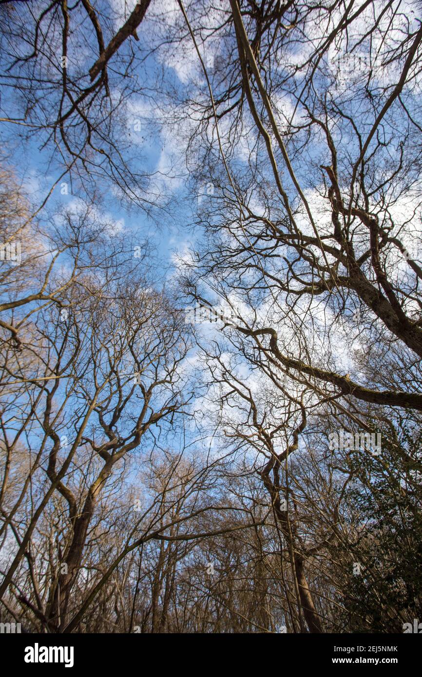 Looking up at dramatic sky through architectural tree branches in ...