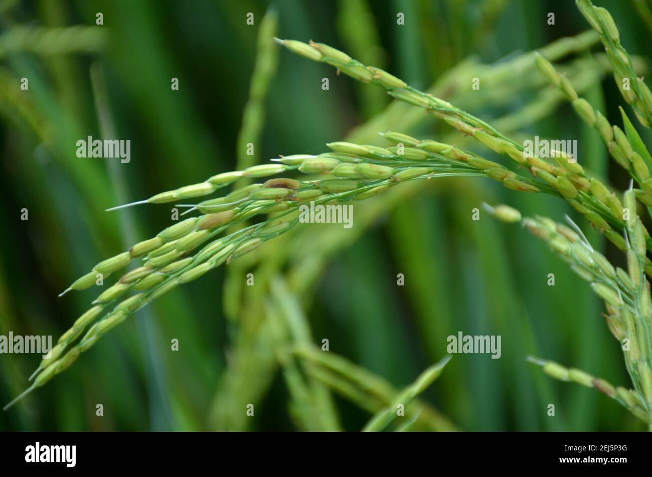 A selective shot of green paddy plant grains in the field Stock Photo ...