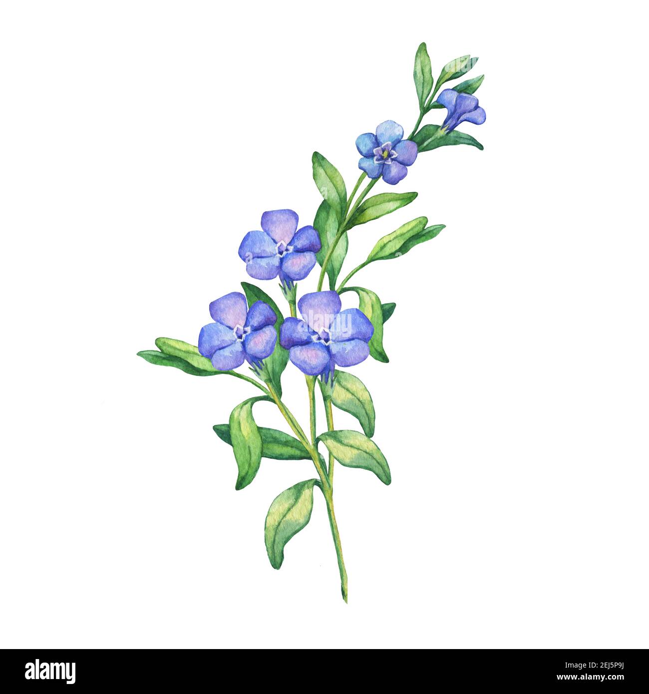 Periwinkle. Illustration of composition first spring wild flowers ...
