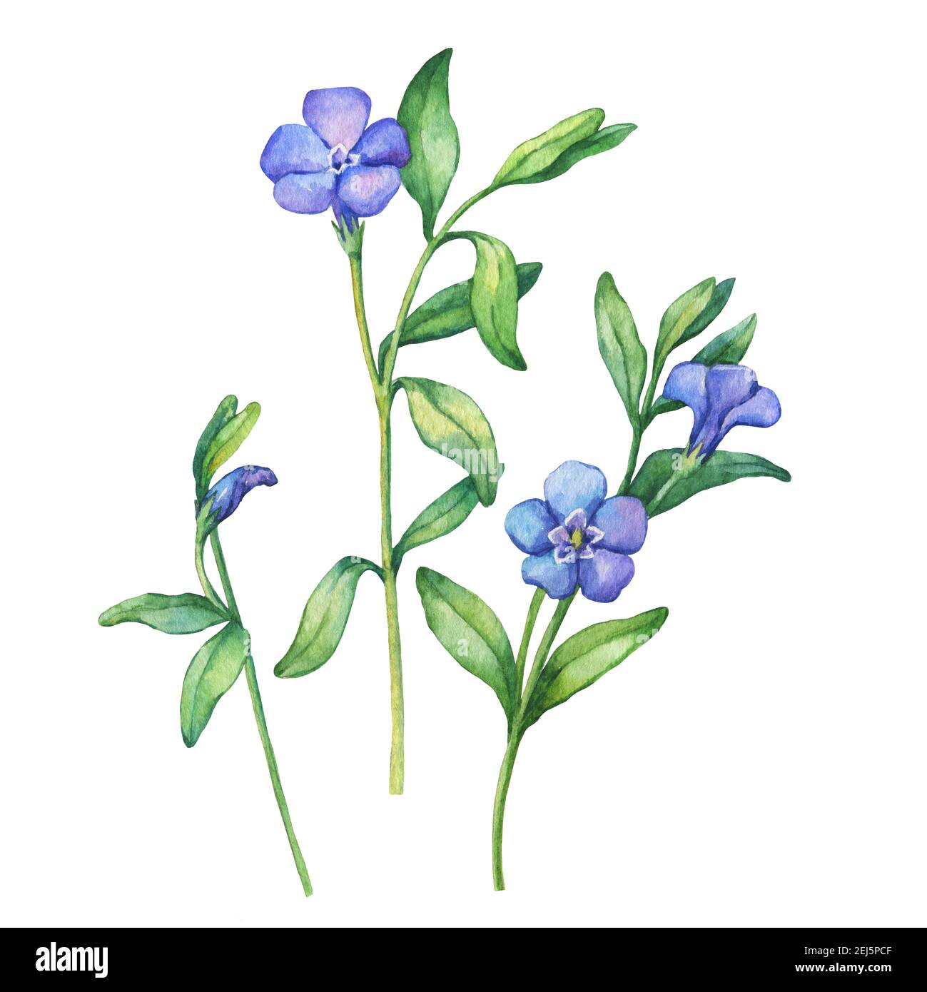 Periwinkle. Set, collection of first spring wild flowers - Vínca mínor ...