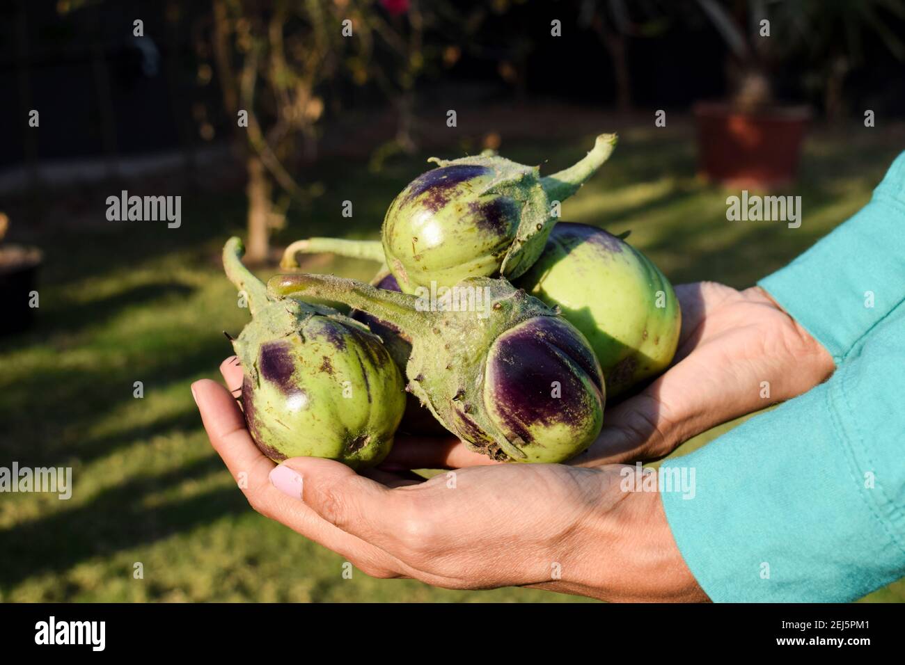 Female holding Brinjals also known as Aubergine or eggplant ian ...