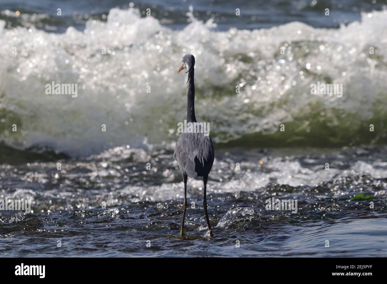A back view of a black heron in the water Stock Photo - Alamy