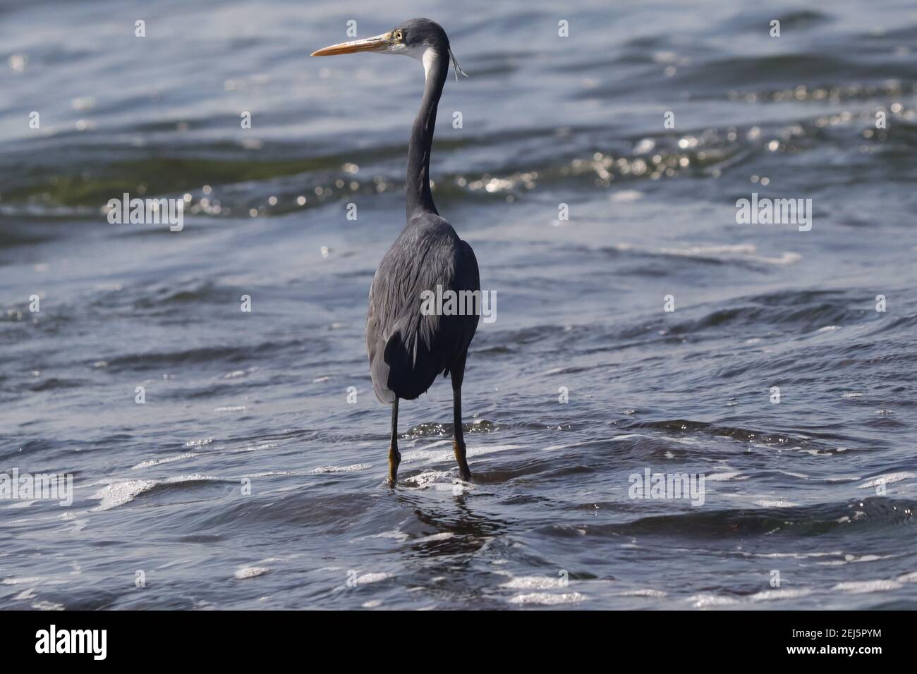 A back view of a black heron in the water Stock Photo - Alamy