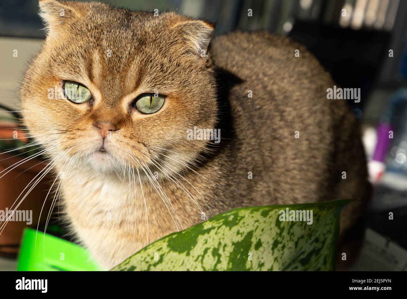 Beautiful golden Scottish fold cat with green eyes Stock Photo - Alamy