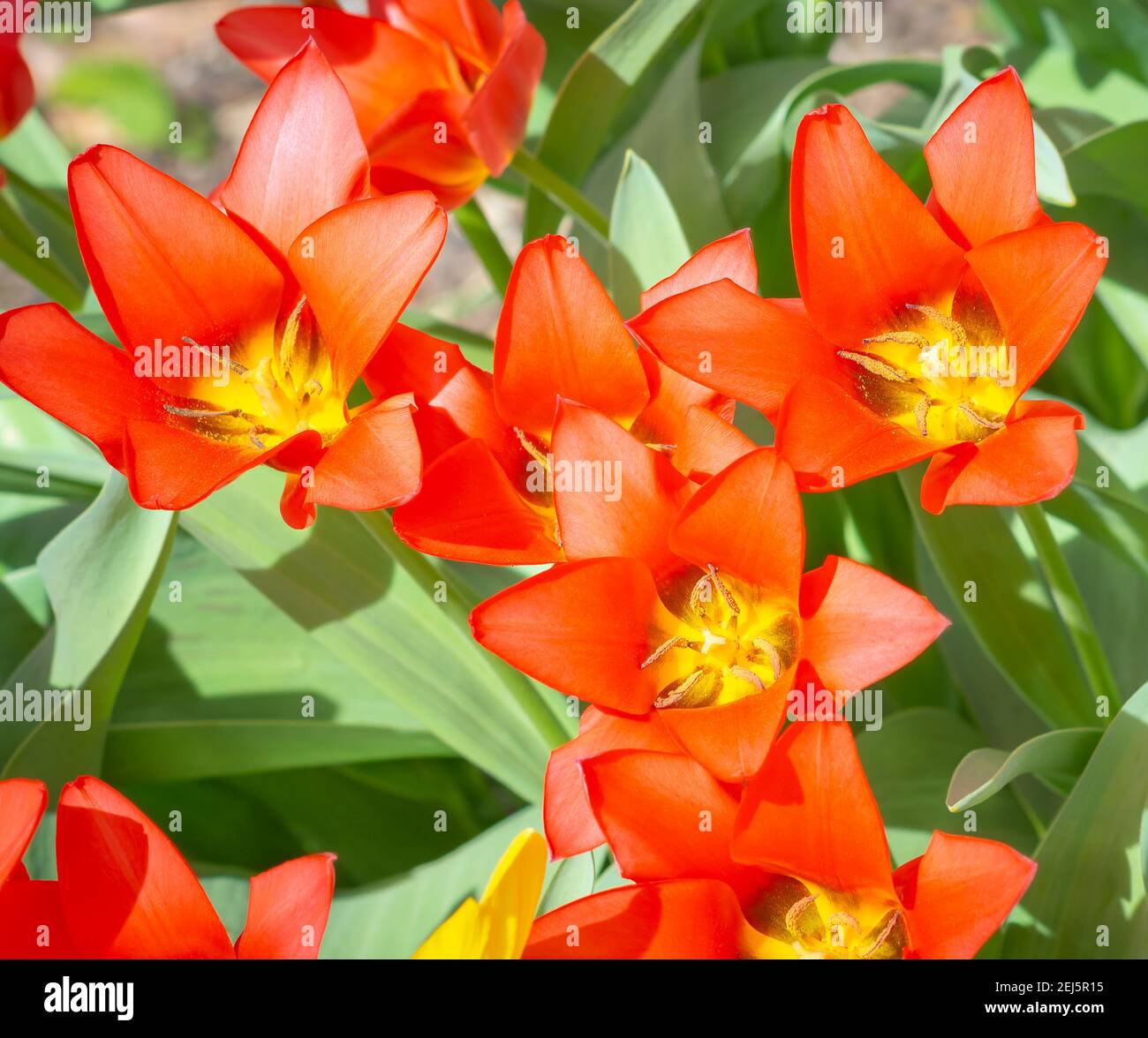 Opened red tulips on a background of grass, top view Stock Photo - Alamy