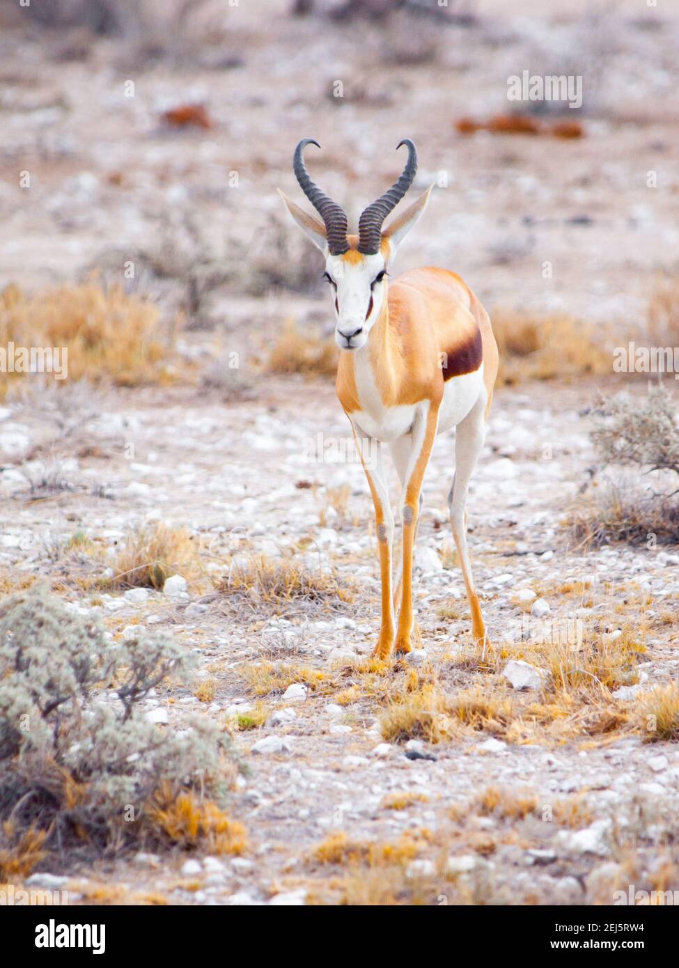 Male impala antelope, Aepyceros melampus, living in eastern and ...