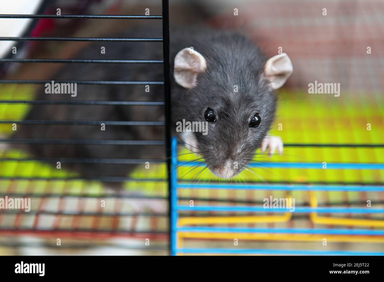 Cute dumbo rat hi-res stock photography and images - Alamy
