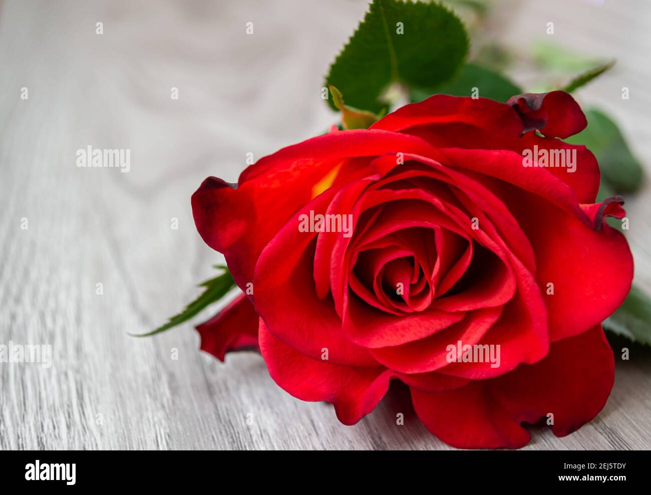 Beautiful red rose on grey boards. Fresh beautiful red rose flower on ...
