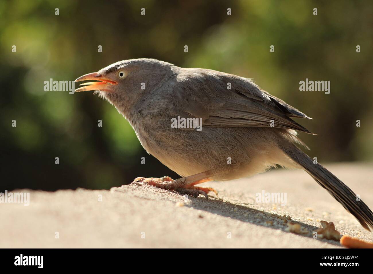 A selective focus shot of a Gray Jungle Babbler bird perched on a stone ...