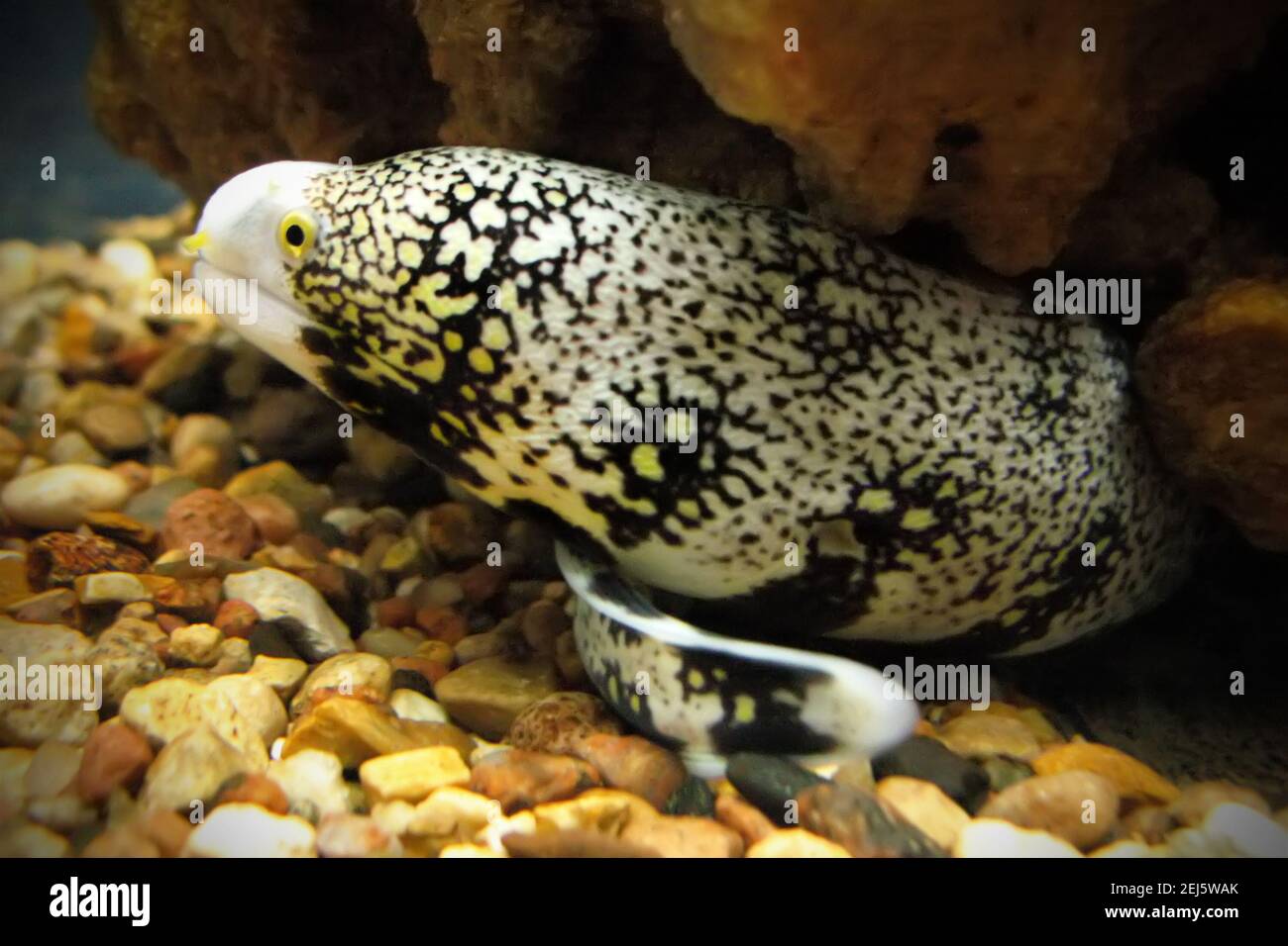 Snowflake Moray in aquarium. Echidna nebulosa, close-up Stock Photo - Alamy