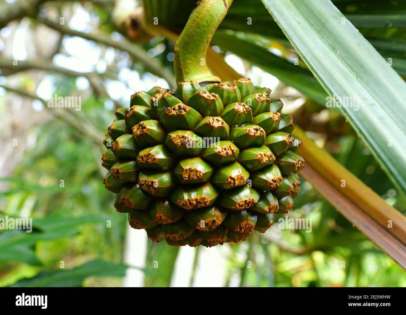 Screw pine fruit hi-res stock photography and images - Alamy