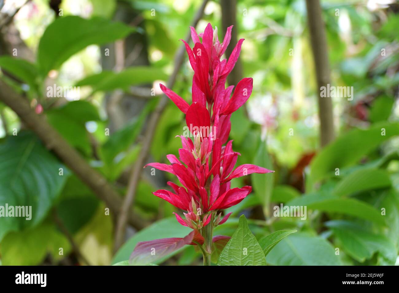 Brazilian red cloak flower hi-res stock photography and images - Alamy