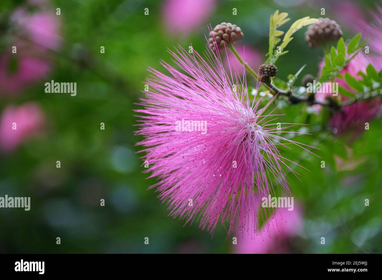 Close up of a pink flower of Scarlet Powder Puff tree Stock Photo - Alamy