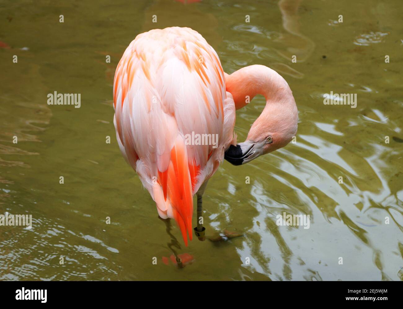 Flamingo cleaning hi-res stock photography and images - Alamy
